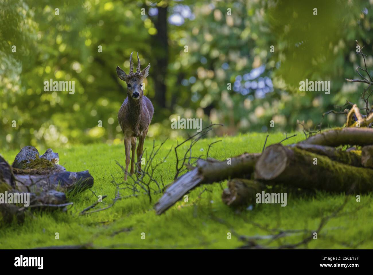 One male Roe Deer, Roe buck (Capreolus capreolus), stands on a meadow ...