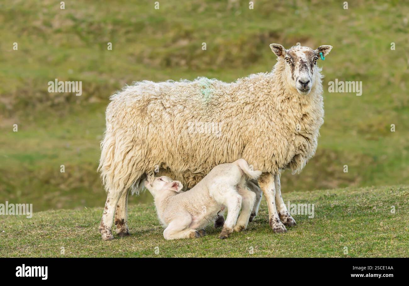 Sheep and lamb. Mother sheep, a ewe and her young lamb on his knees and ...