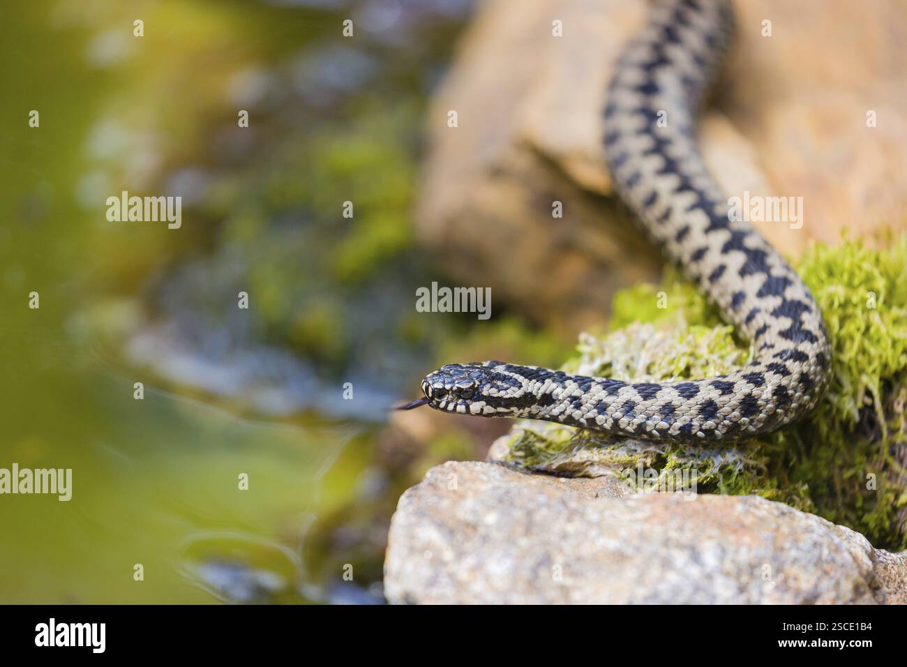 One Vipera berus, the common European adder or common European viper ...