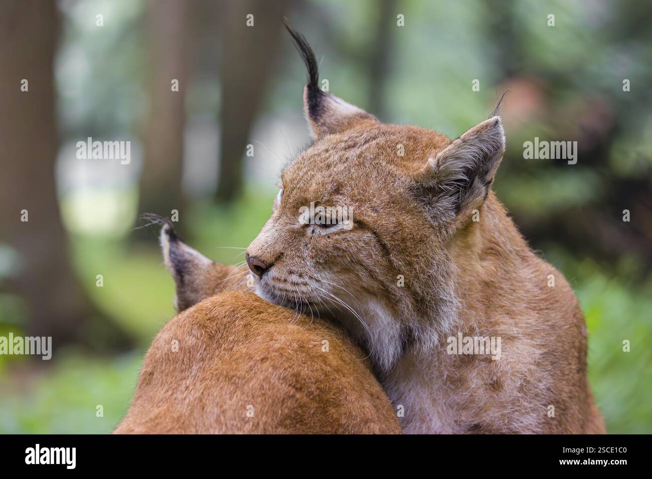 Two Eurasian lynx (Lynx lynx) sit on the forest floor and groom each ...