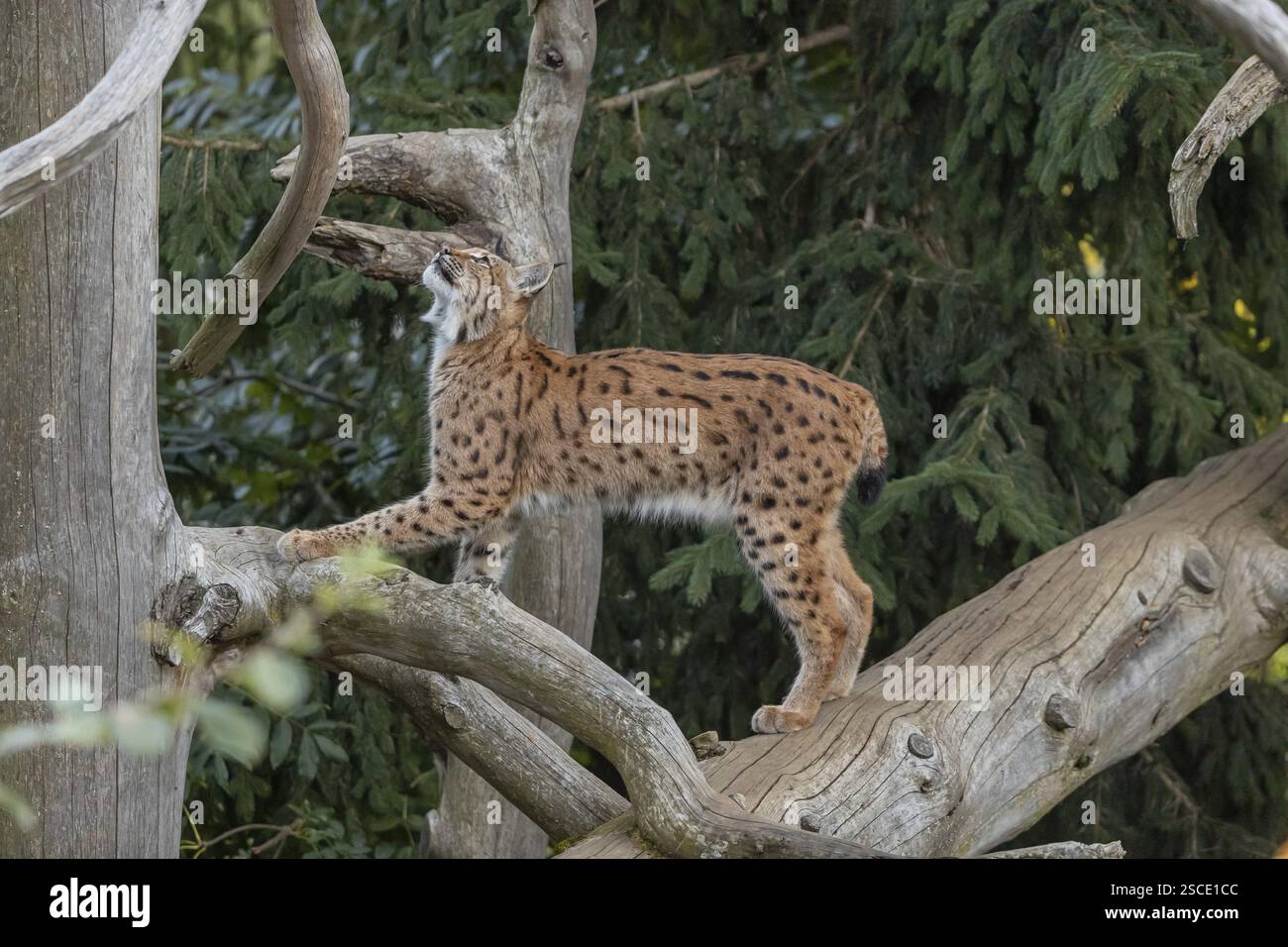 One Eurasian lynx, (Lynx lynx), climbing up a dead tree. Side view with ...