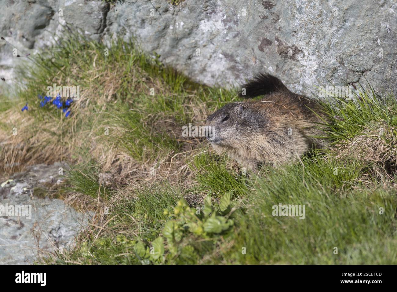 One Alpine Marmot, Marmota marmota, resting on green grass with a grey rock in the background ...