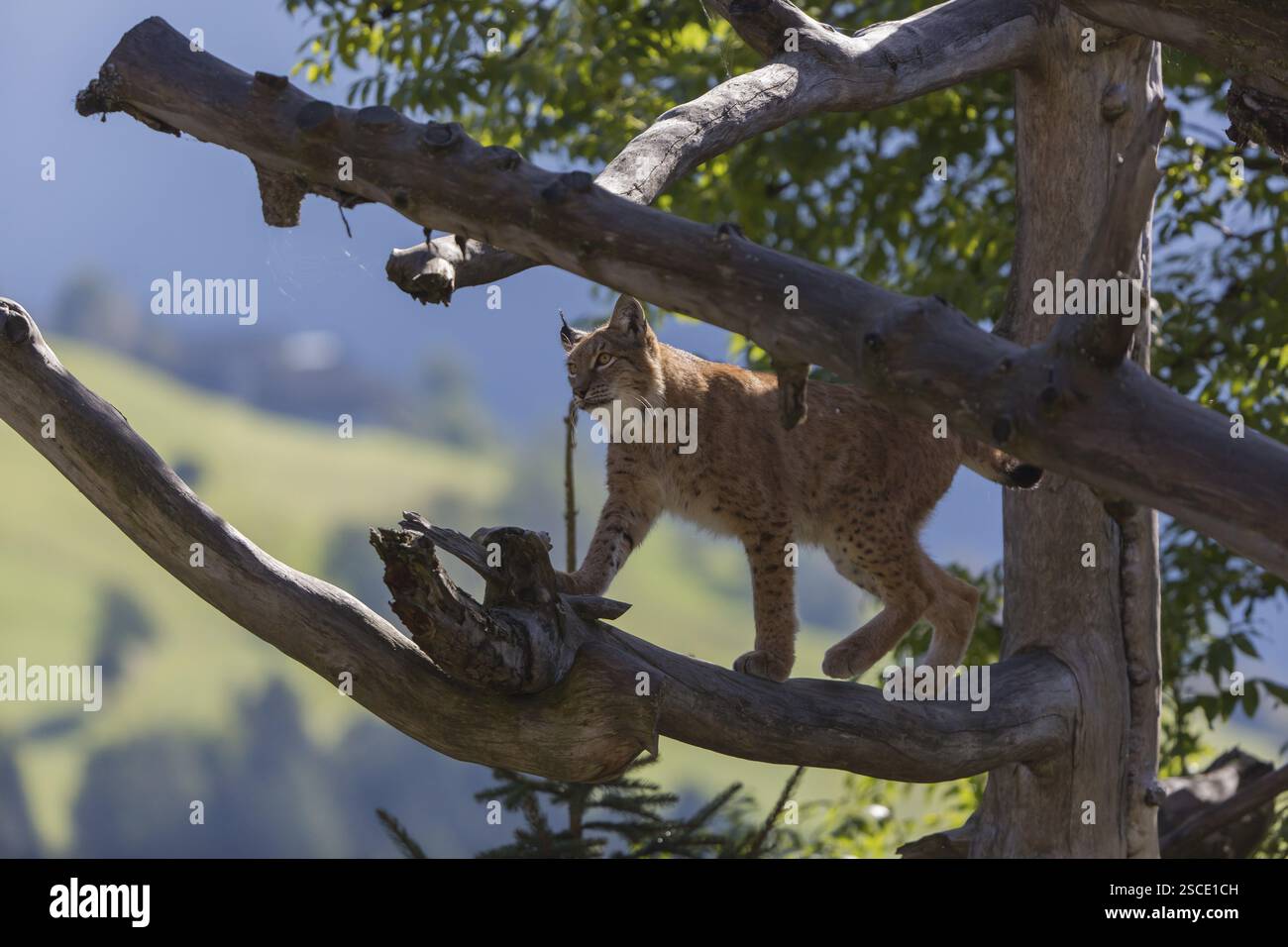 One Eurasian lynx, (Lynx lynx), walking over fallen dead tree with a ...