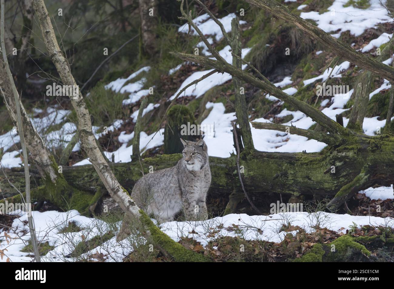 One Eurasian lynx, Lynx lynx, walking in snow covered forest on hilly ...