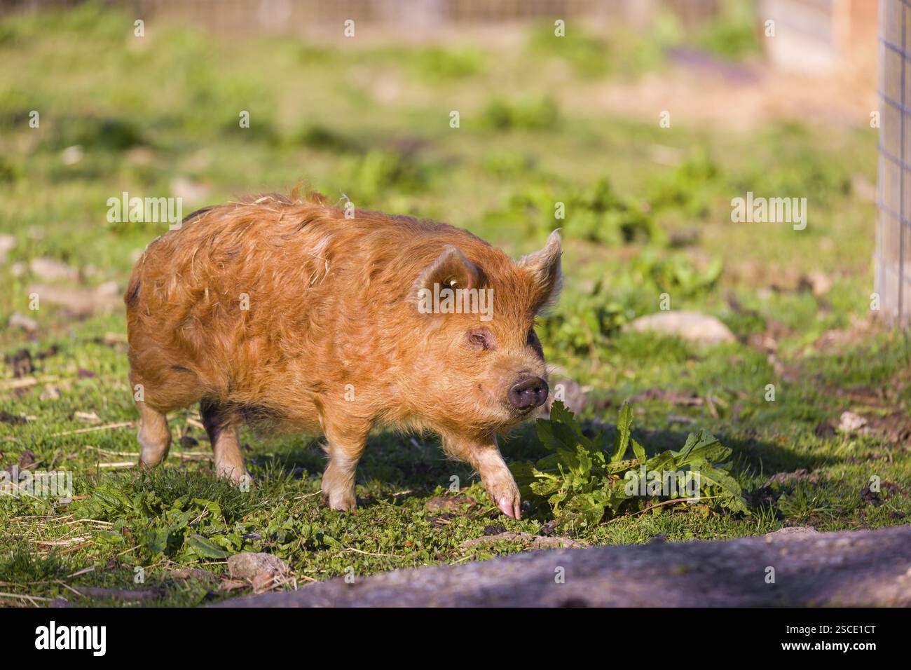 Kunekune pig, sus scrofa domesticus, a domestic breed from New Zealand ...