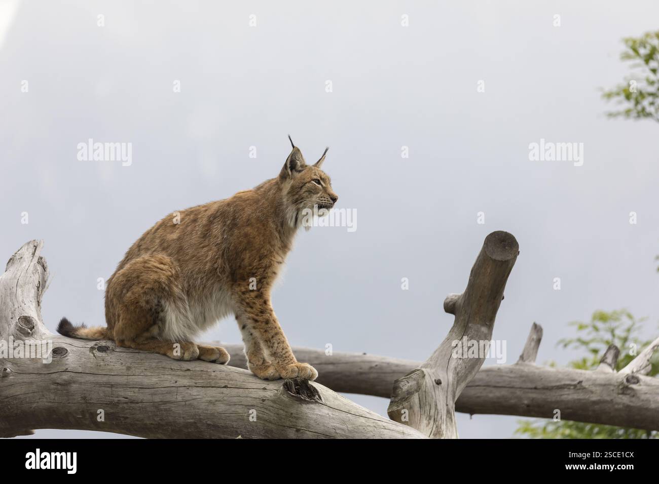 One Eurasian lynx, (Lynx lynx), standing high in a dead tree log ...