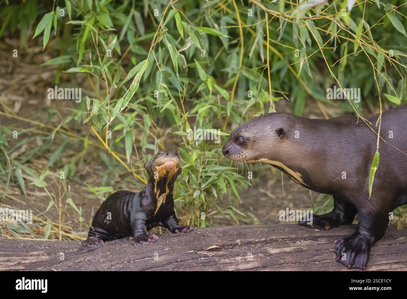 A two-year-old giant otter or giant river otter (Pteronura brasiliensis ...