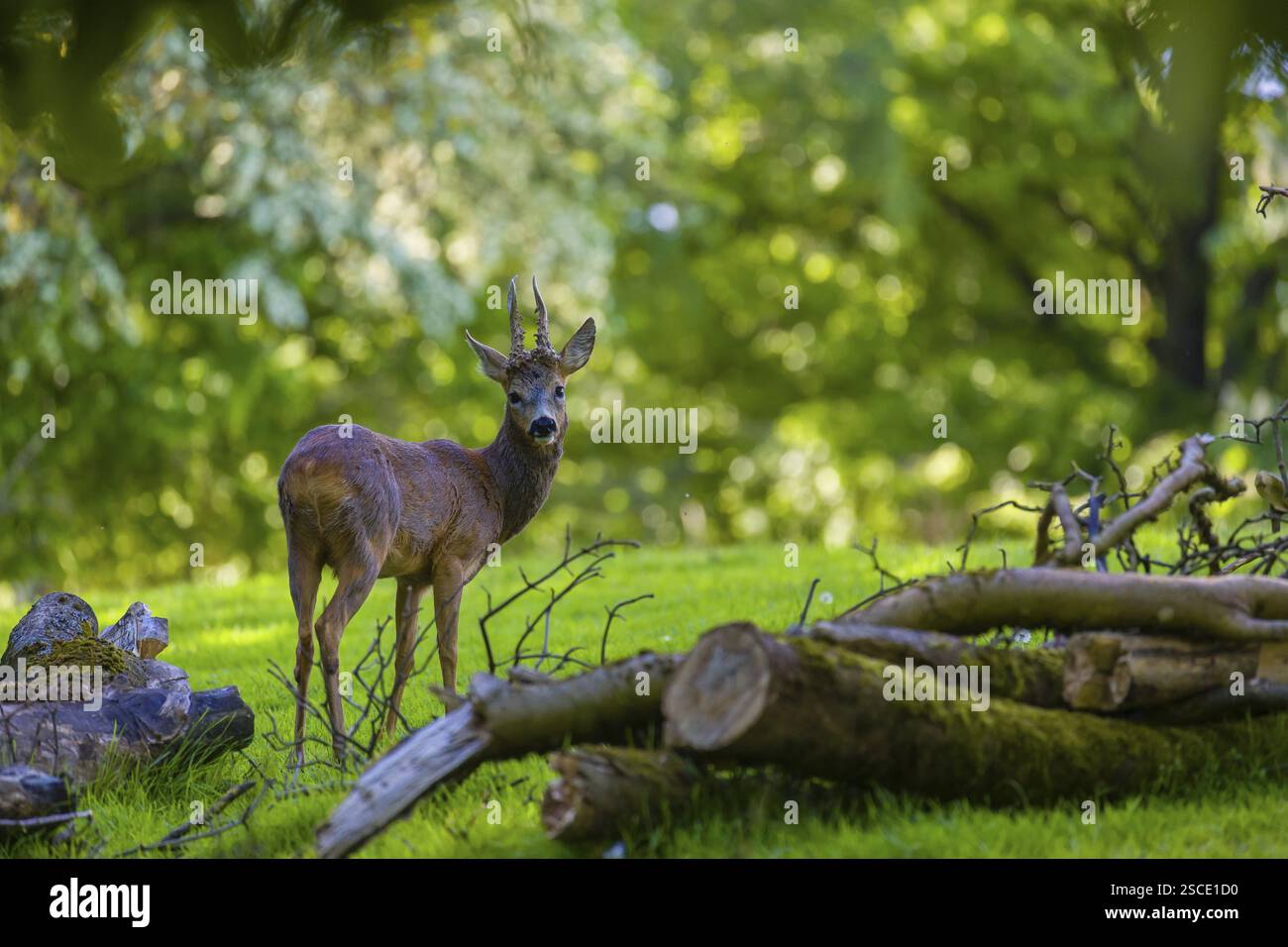 One male Roe Deer, Roe buck (Capreolus capreolus), stands on a meadow ...