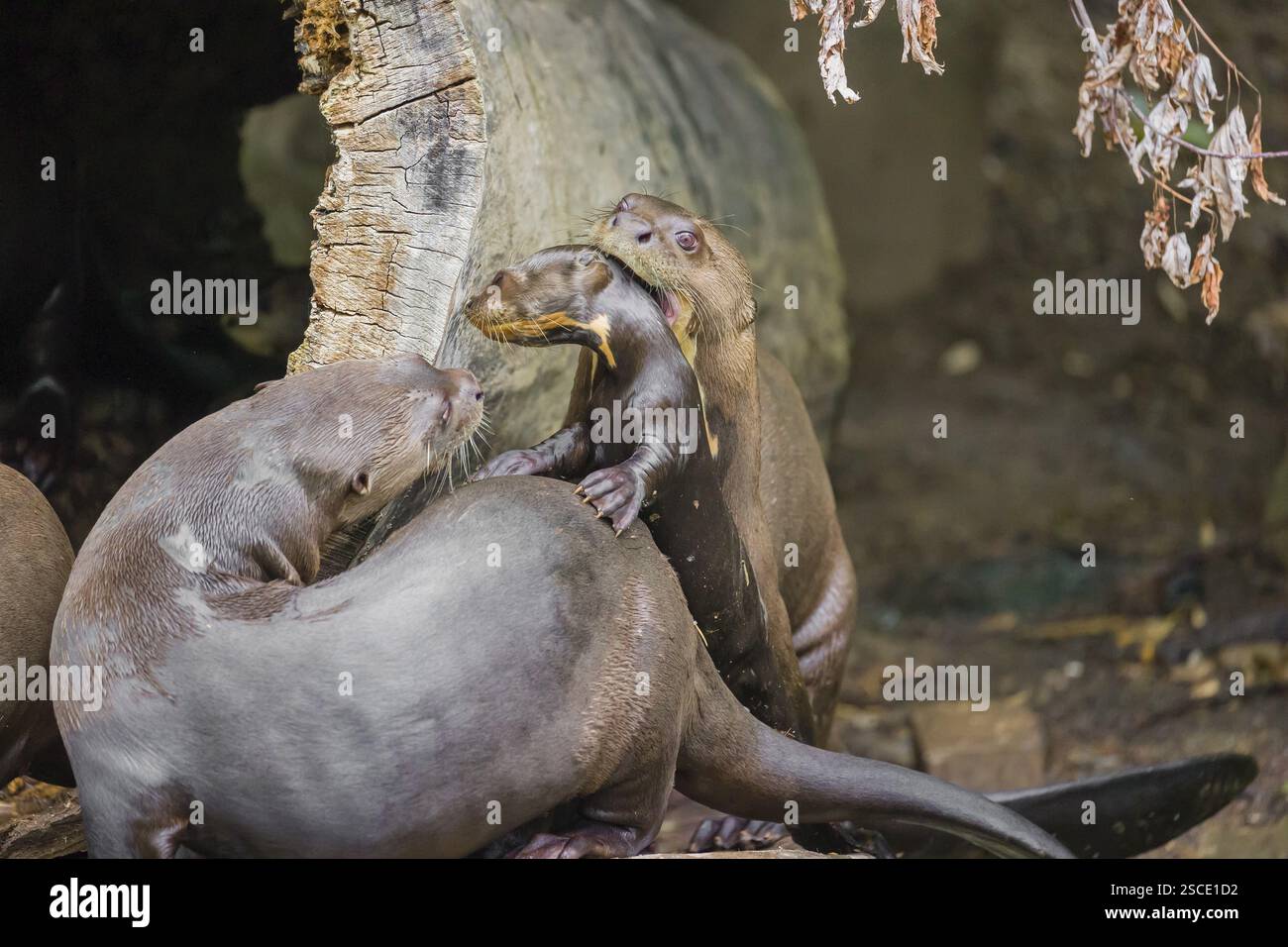 An adult giant otter or giant river otter (Pteronura brasiliensis ...