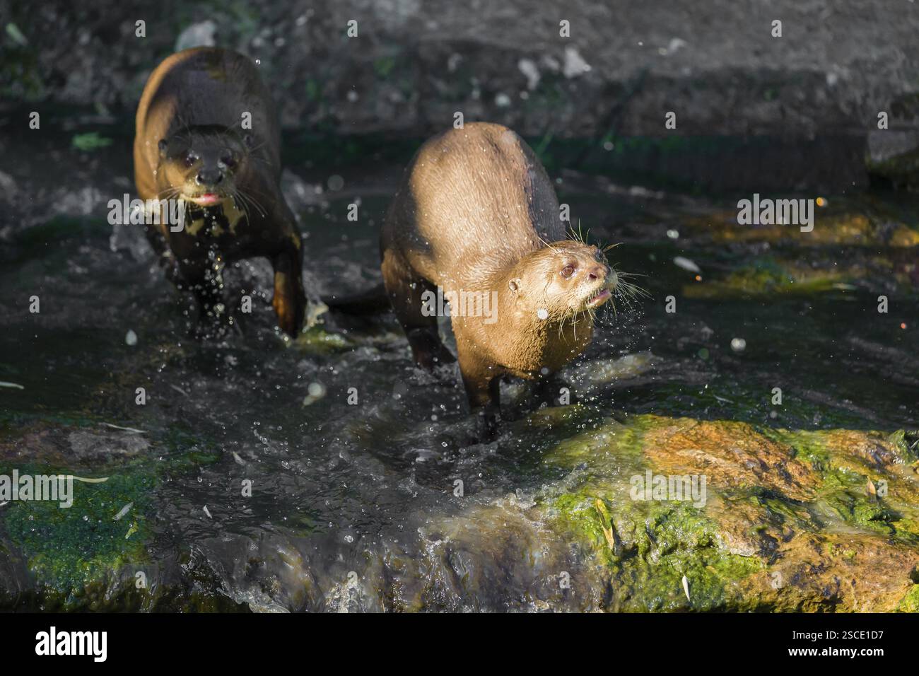 Two giant otter or giant river otter (Pteronura brasiliensis) run out ...