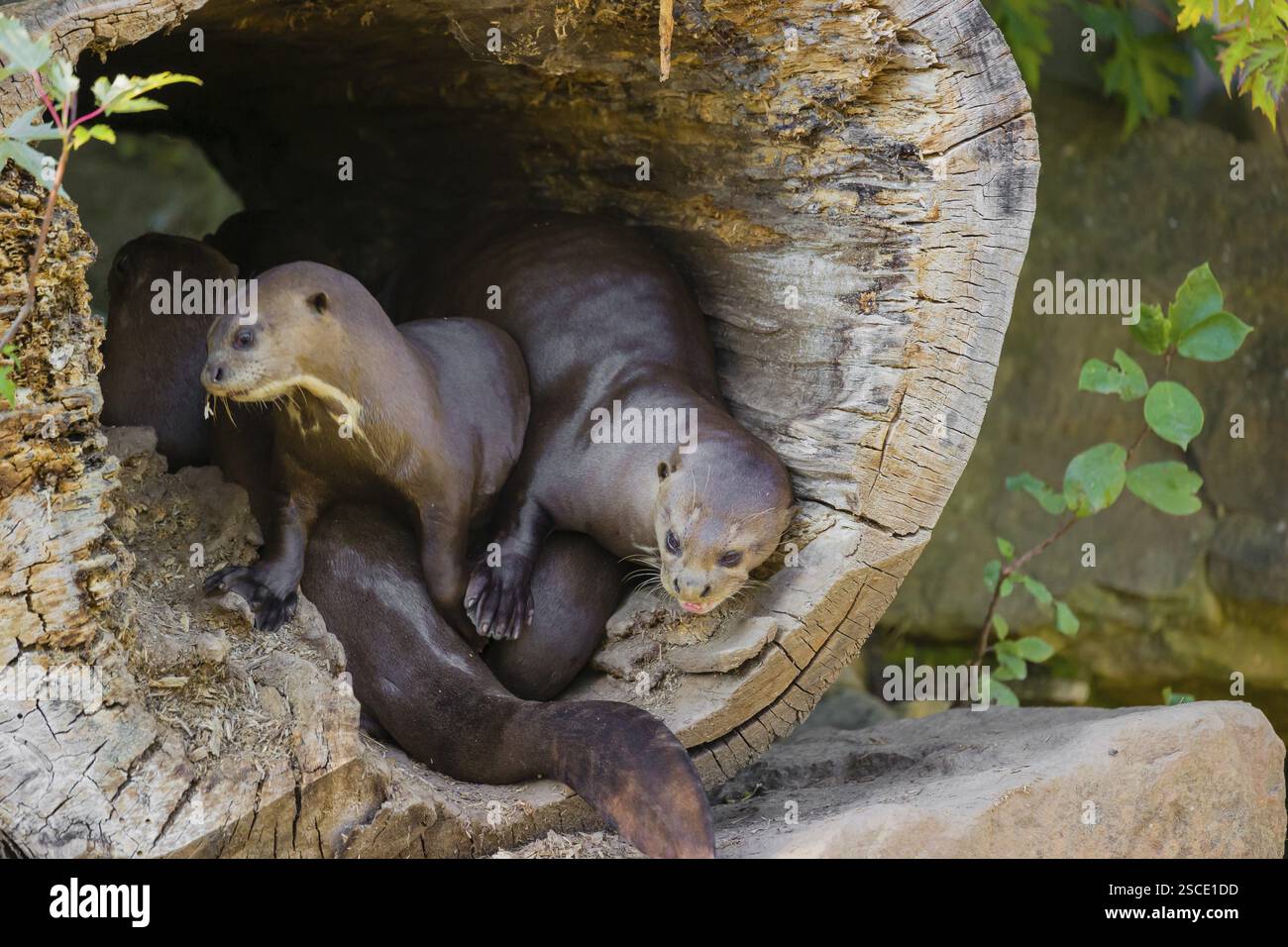 A family of ggiant otter or giant river otter (Pteronura brasiliensis ...