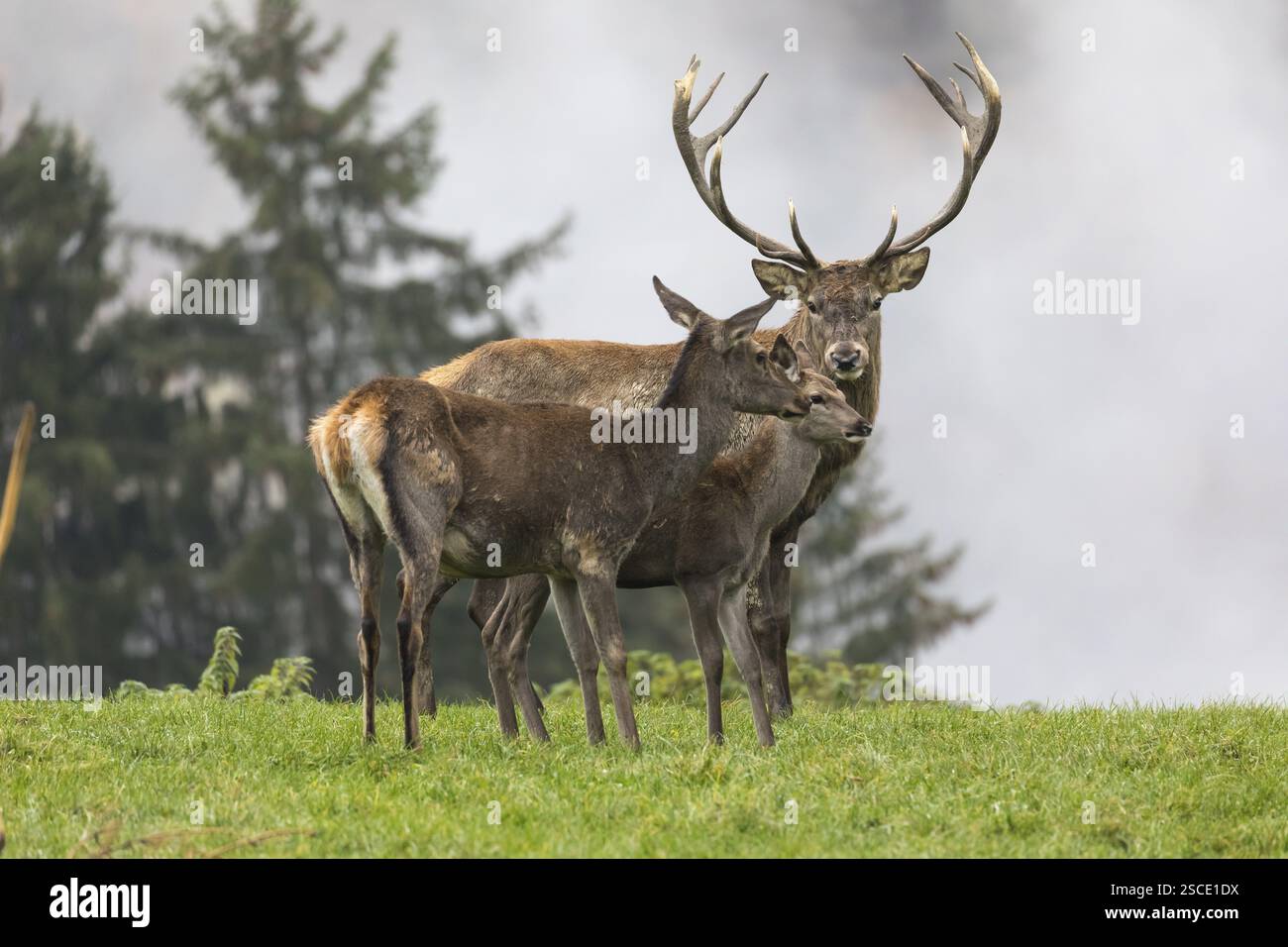 Red Deer buck at the end of the rutting season, with a female and a ...