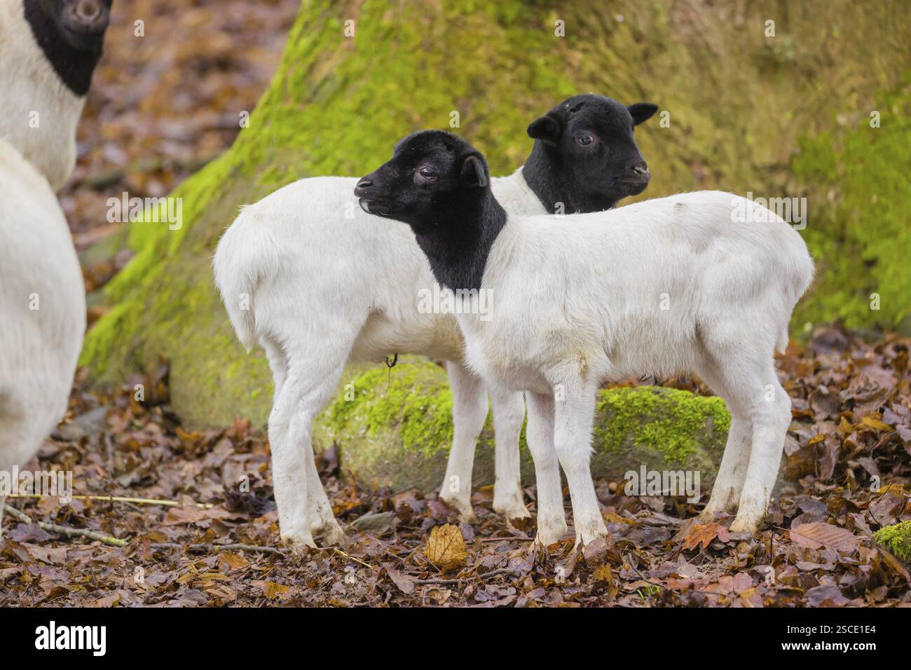 Two lambs Blackheaded Somali Sheep, Ovis aries, stand in an open forest ...