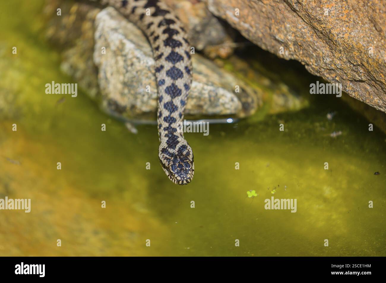 One Vipera berus, the common European adder or common European viper ...
