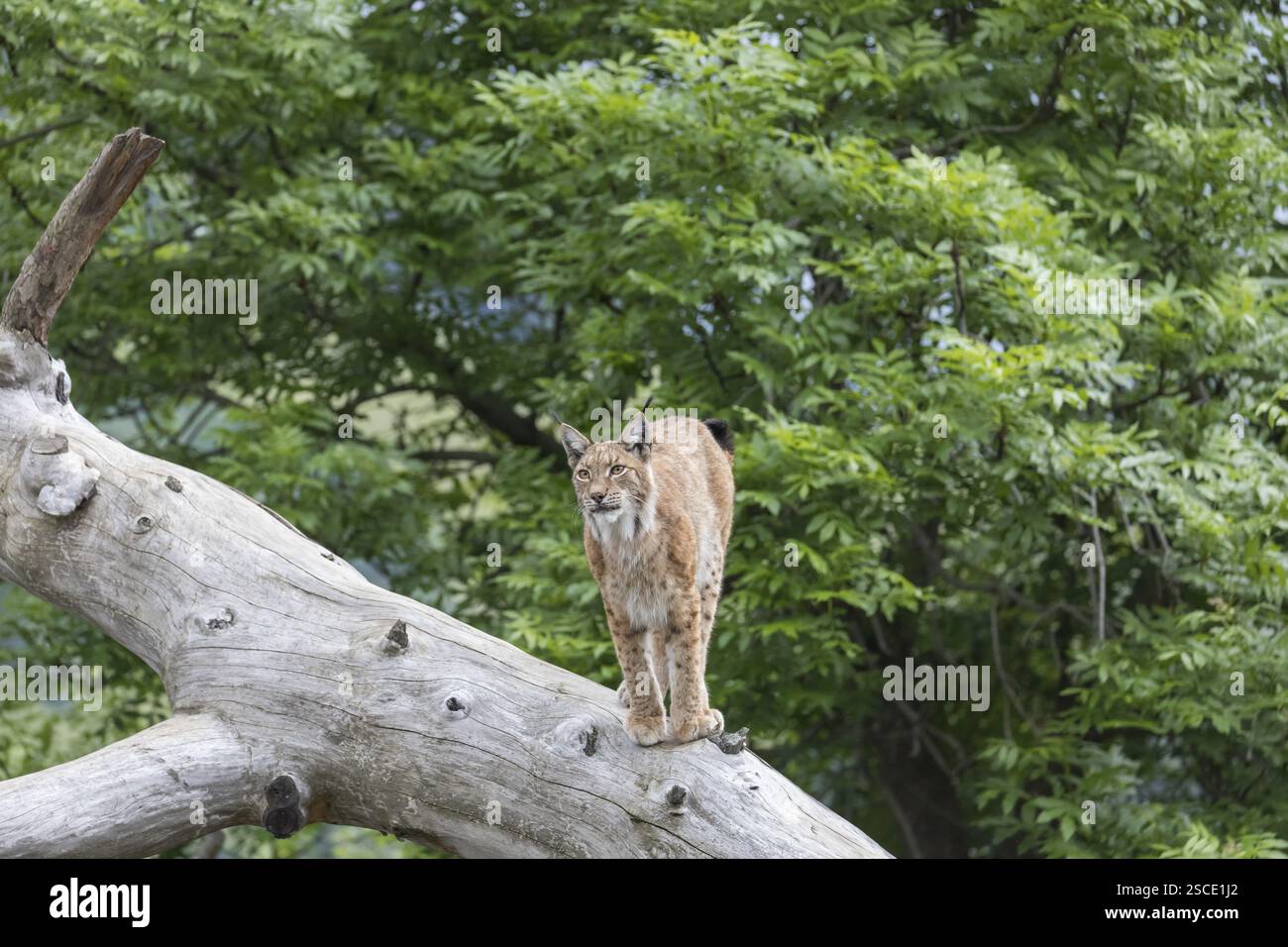 One Eurasian lynx, (Lynx lynx), standing high in a dead tree log ...
