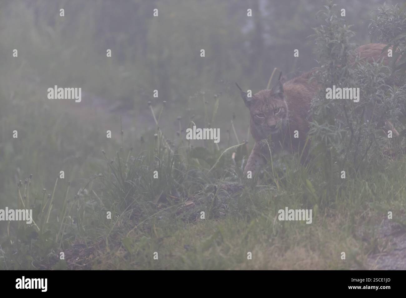 One Eurasian lynx, (Lynx lynx), walking thru somen fresh green ...