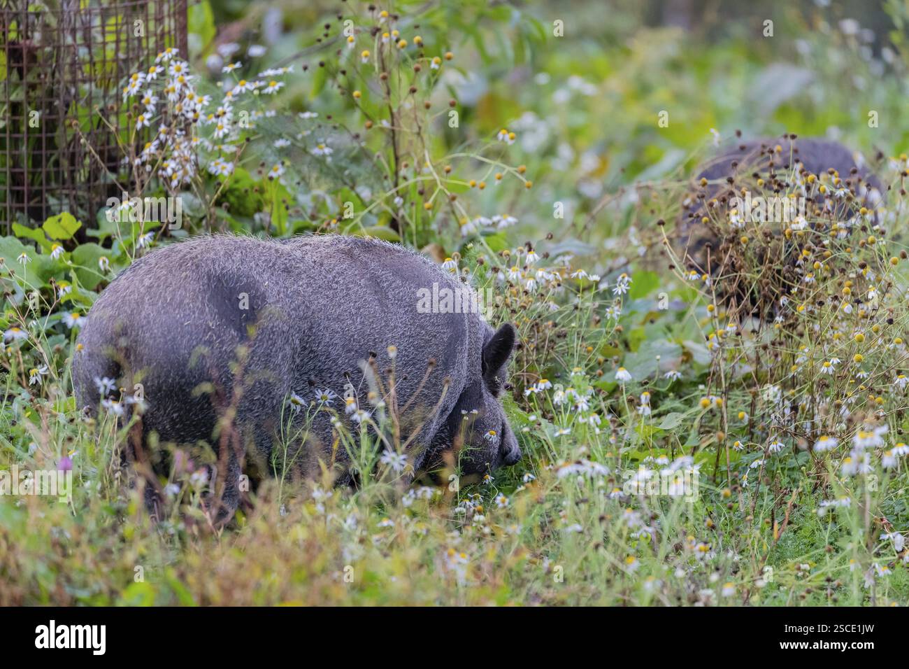 Two Minipigs, Sus scrofa domesticus, standing in a flowering meadow ...