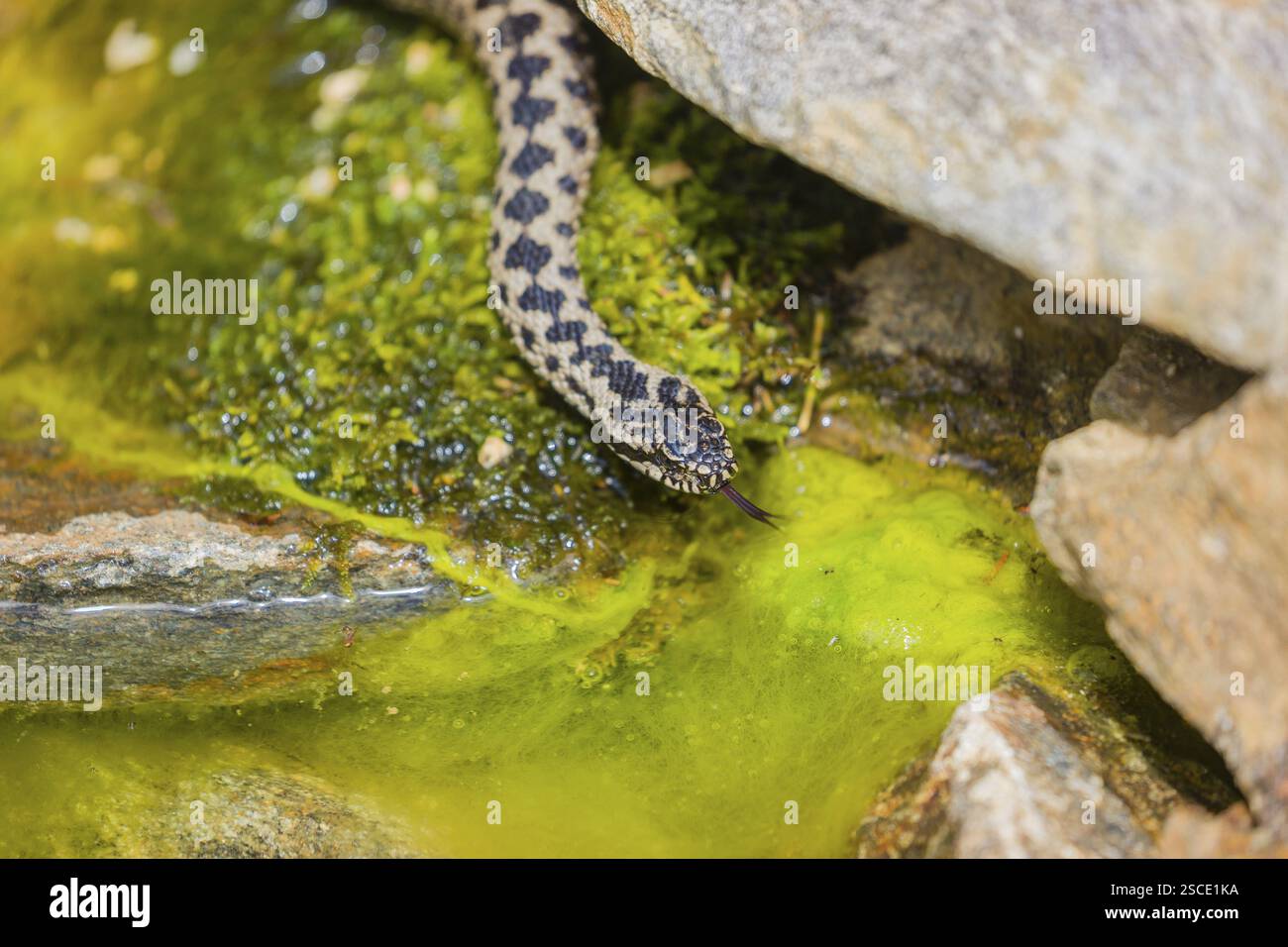 One Vipera berus, the common European adder or common European viper ...
