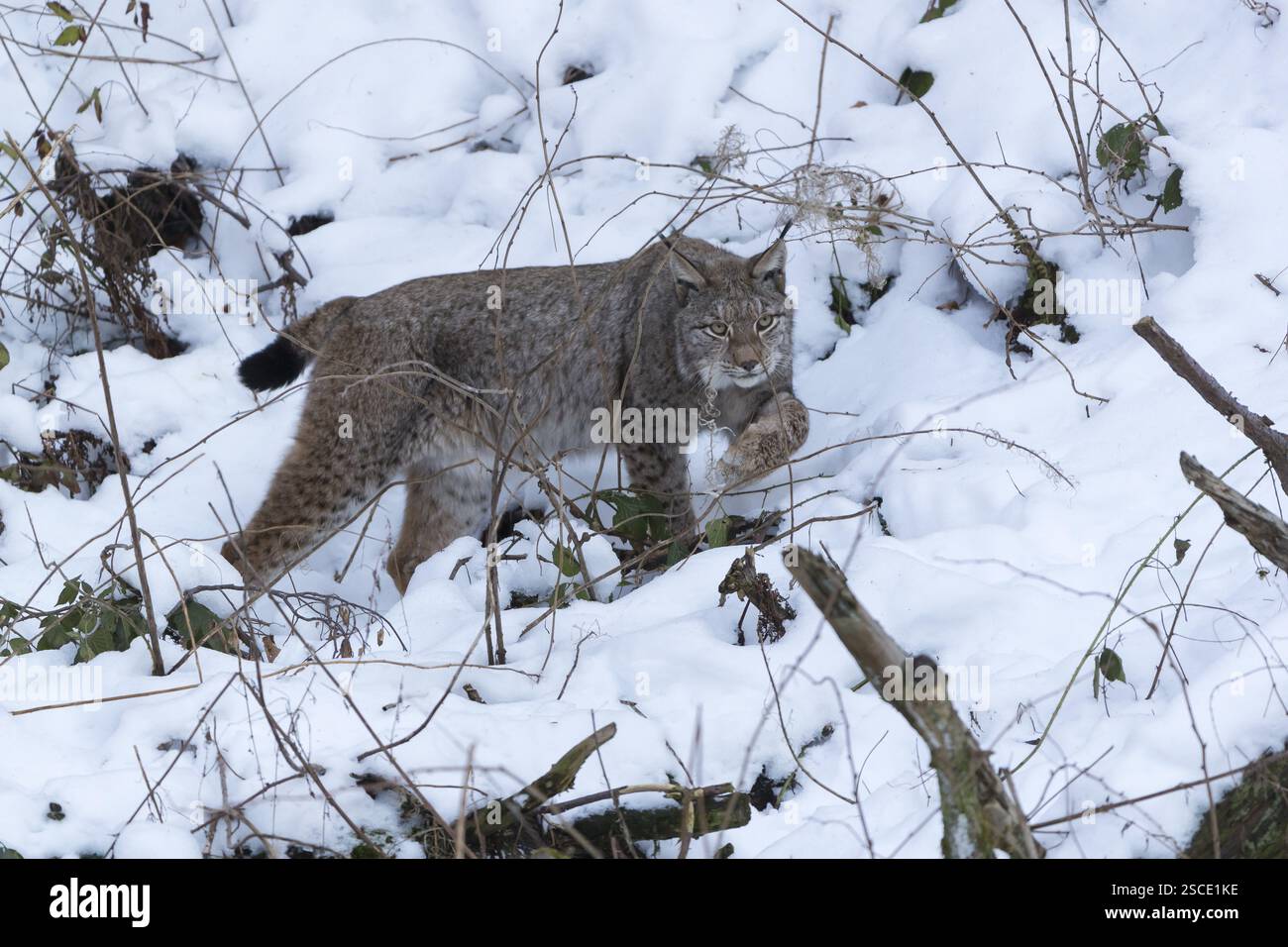 One Eurasian lynx, Lynx lynx, walking in snow covered forest on hilly ...