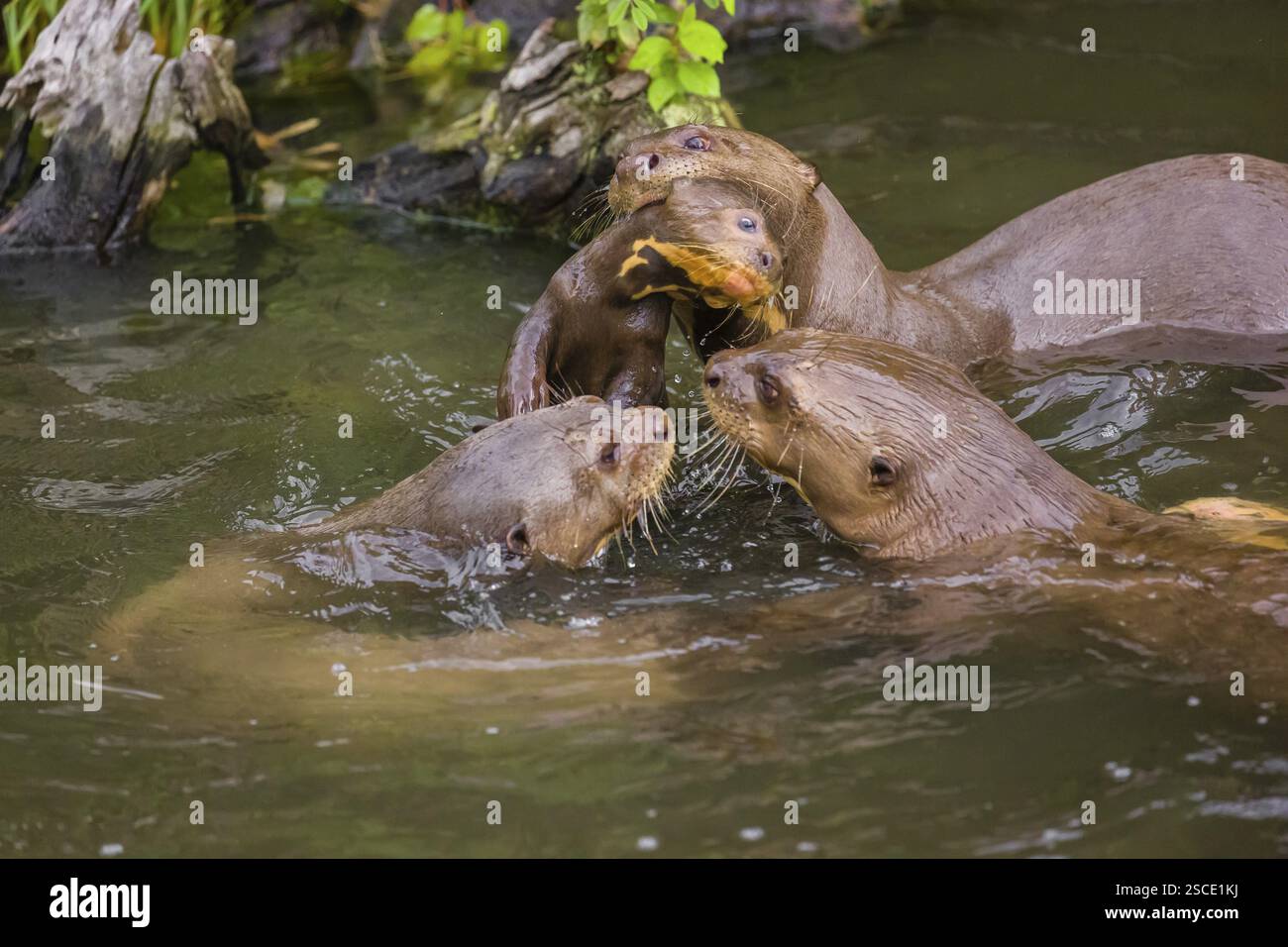 An adult giant otter or giant river otter (Pteronura brasiliensis ...