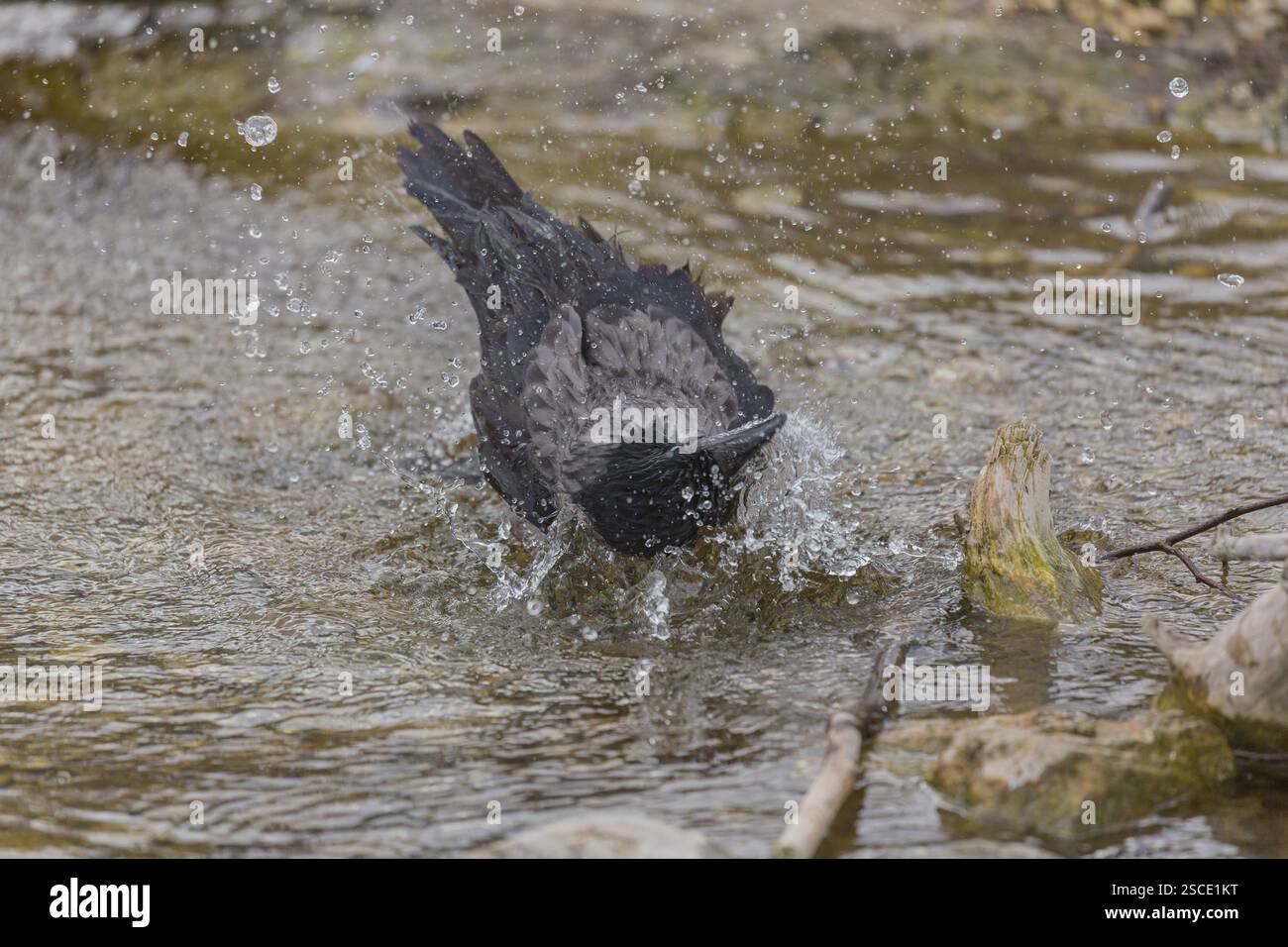 One adult carrion crow, Corvus corone, taking a splashing bath in a ...