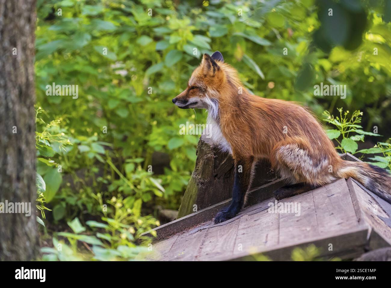 One adult red fox, Vulpes vulpes, sitting on a covered log pile at a forest edge Stock Photo - Alamy