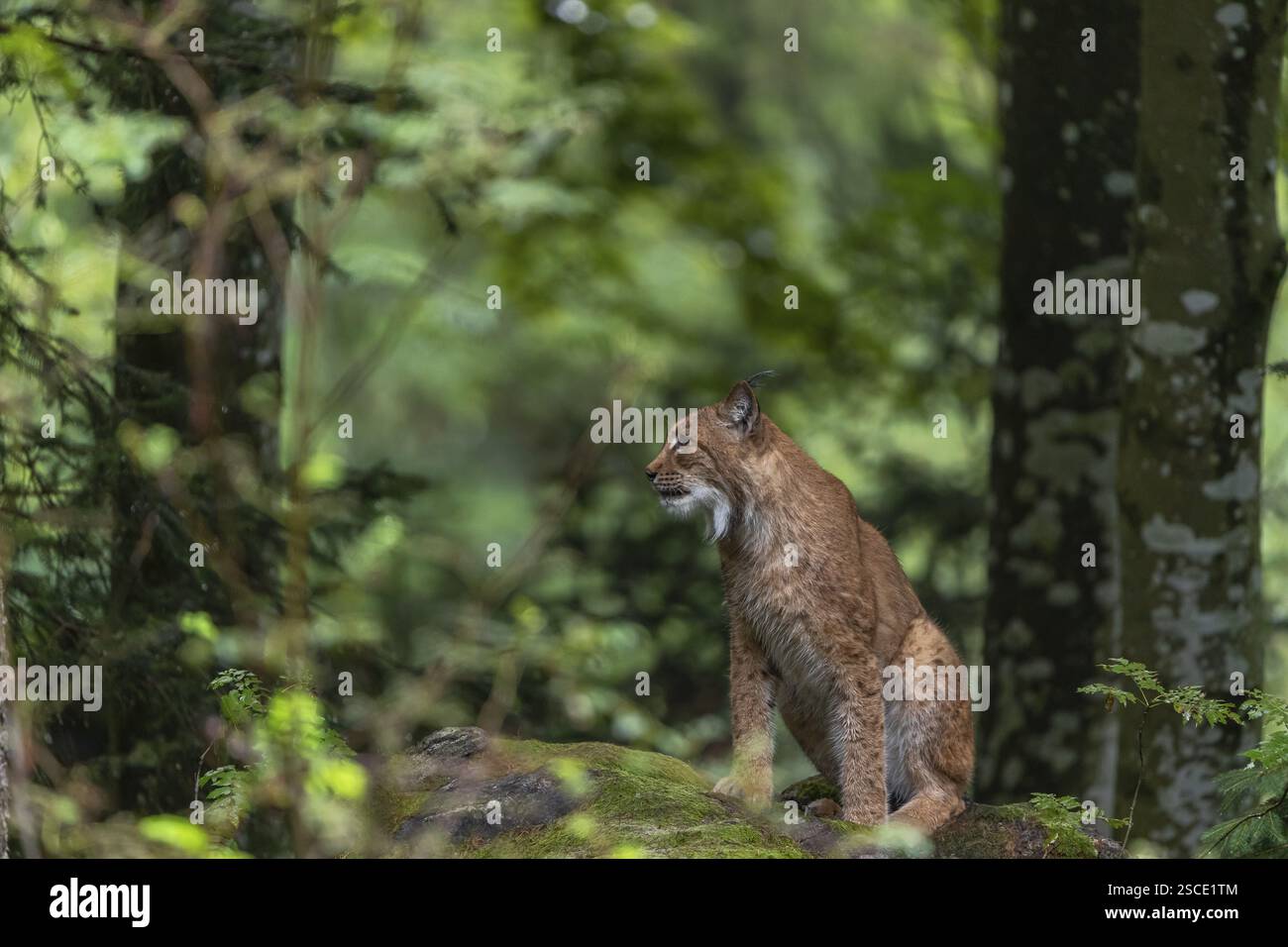 One adult Eurasian lynx, (Lynx lynx), sitting in a forest on mossy ...