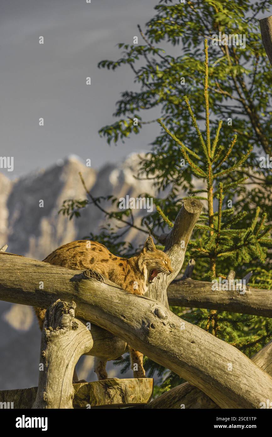 One Eurasian lynx, (Lynx lynx), doing some stretching high up on a dead ...