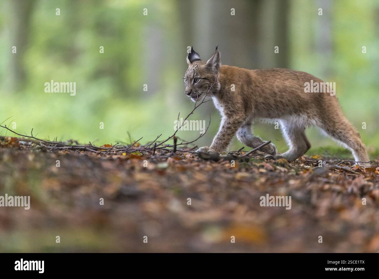 One young Eurasian lynx, (Lynx lynx), walking thru a forest. Green ...