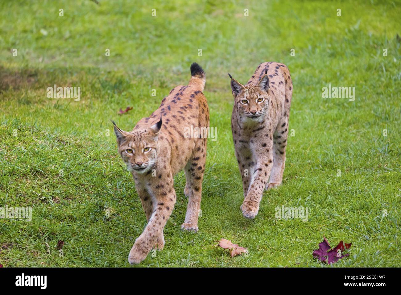 Two Eurasian lynx (Lynx lynx) plays walk side by side on a green meadow ...