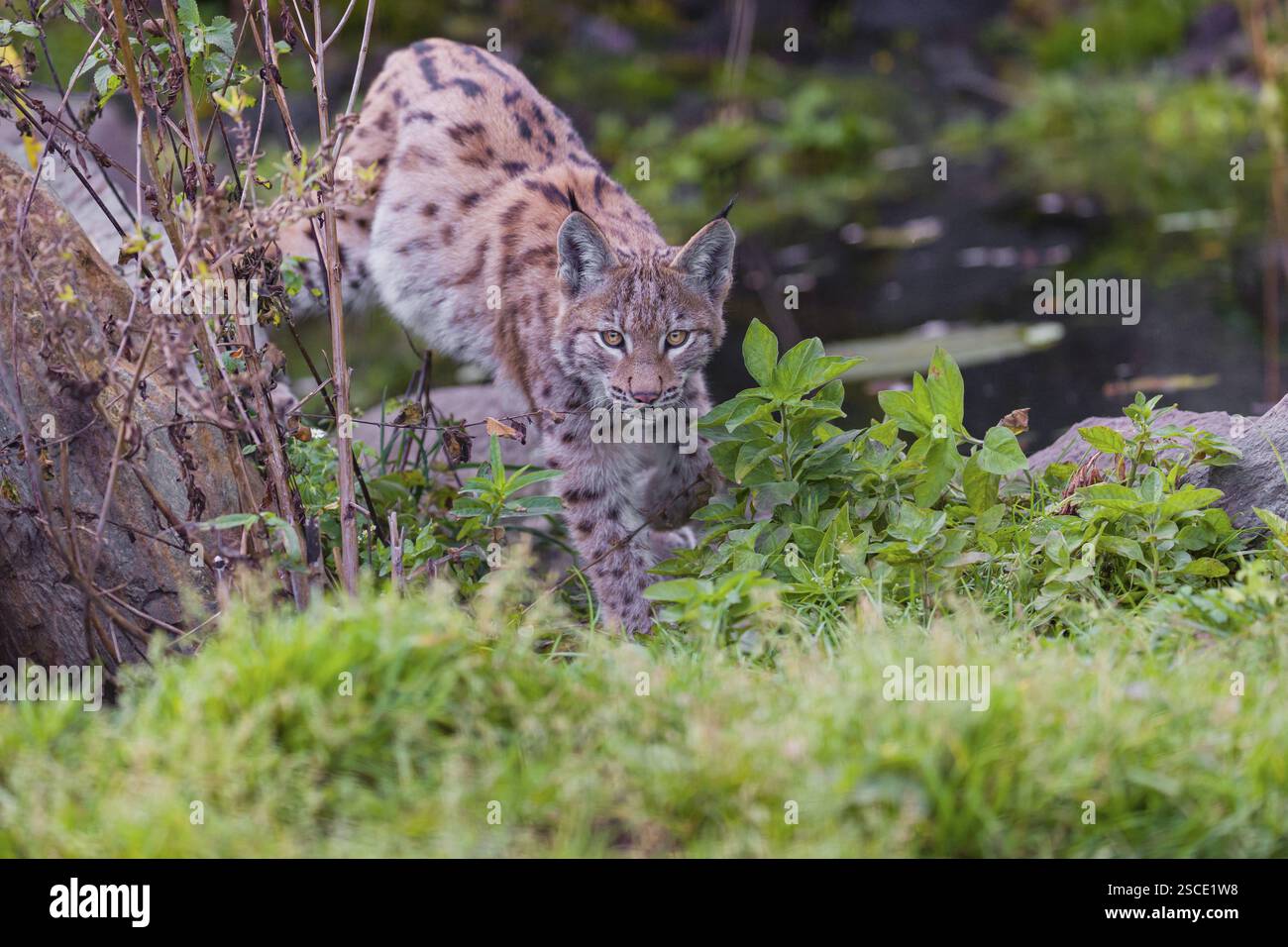 A Eurasian lynx, (Lynx lynx) runs from a small pond directly towards ...
