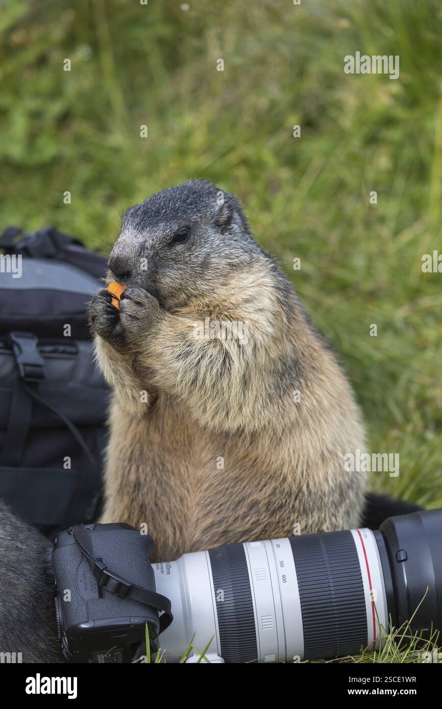 One adult Alpine Marmot, Marmota marmota, sitting next to a photographers lens, feeding on a ...