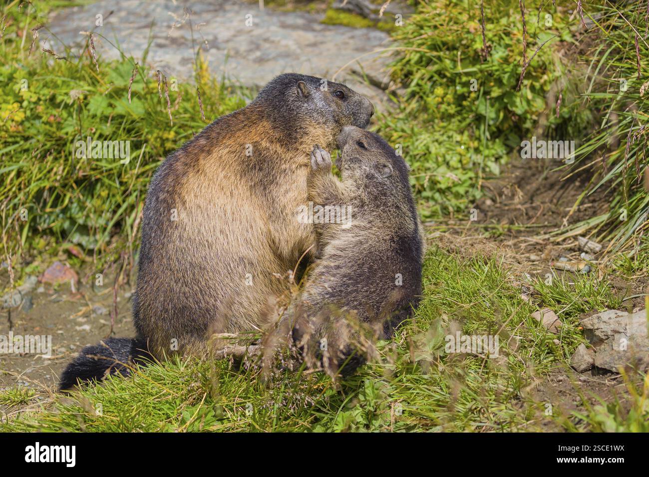 One adult Alpine Marmot, Marmota marmota, and one young marmot playing with each other Stock ...