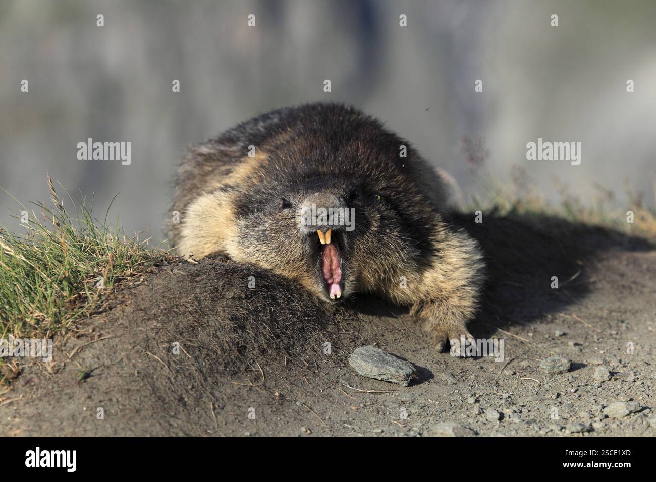 One adult Alpine Marmot, Marmota marmota, resting on a rim of a soil, yawning Stock Photo - Alamy