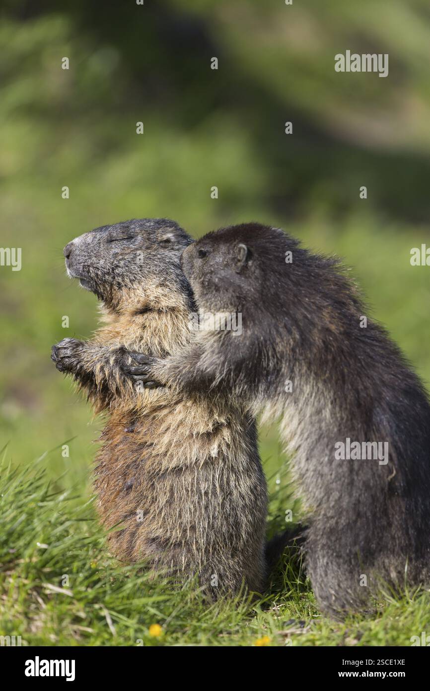 Two young Alpine Marmot, Marmota marmota, sitting erected next to each other Stock Photo - Alamy