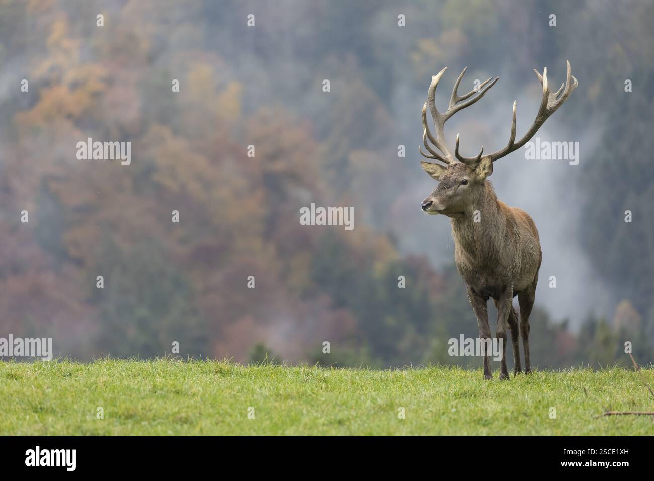 Red Deer buck at the end of the rutting season Stock Photo - Alamy