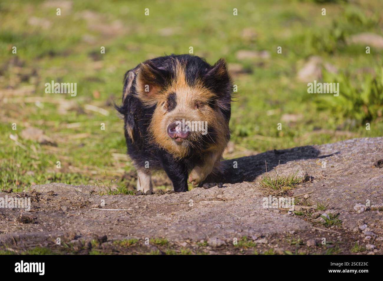 Kunekune pig, sus scrofa domesticus, a domestic breed from New Zealand ...