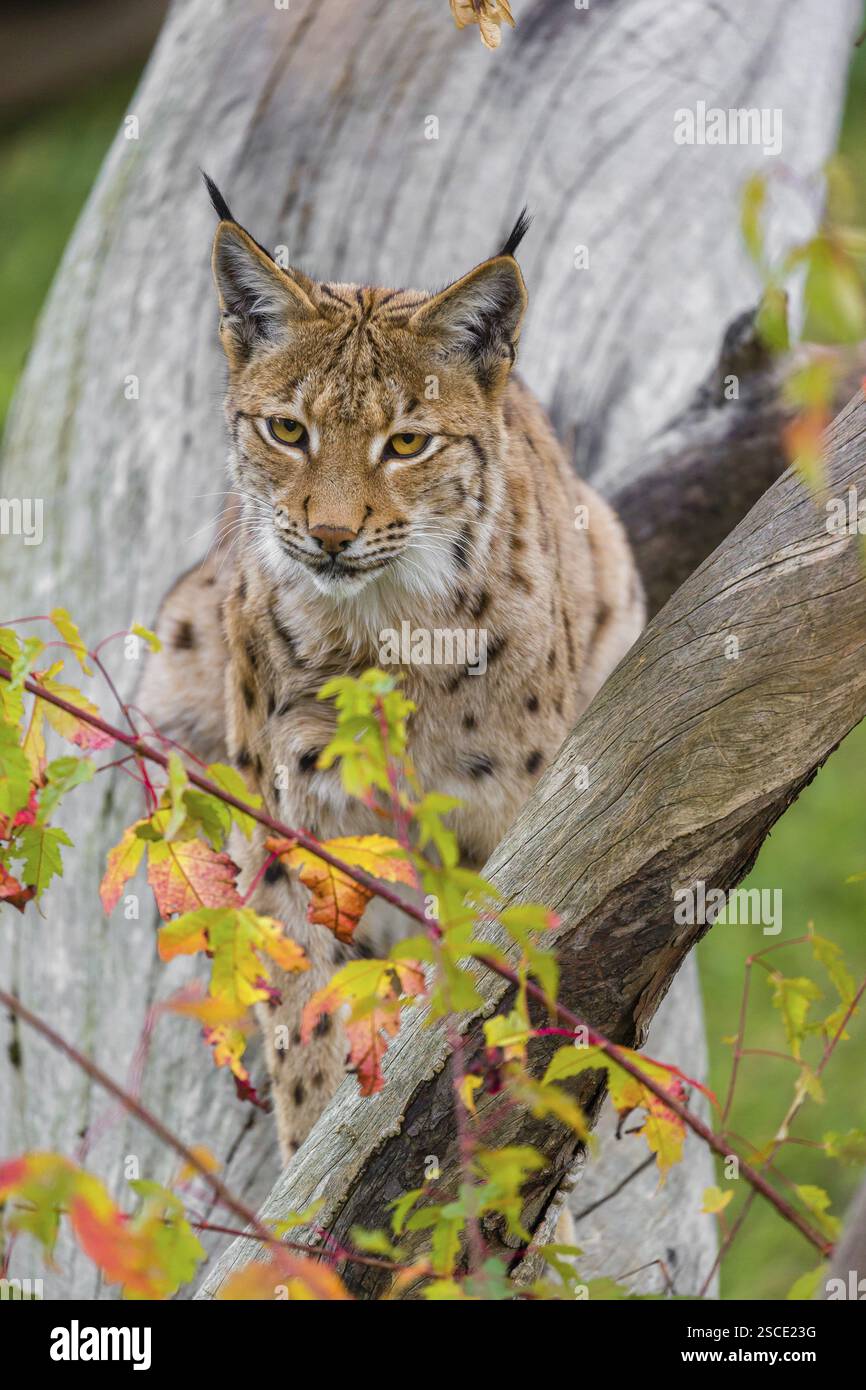 One Eurasian lynx (Lynx lynx) sits on a sloping dead tree, hidden ...