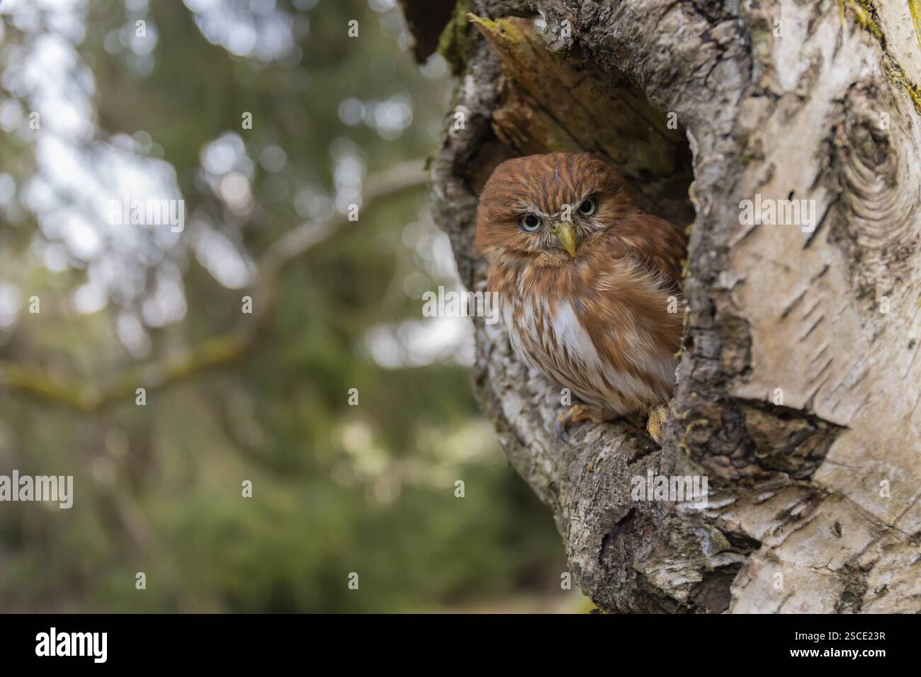 One East Brazilian pygmy owl (Glaucidium minutissimum), also known as ...