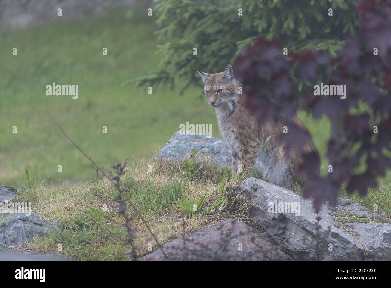 One Eurasian lynx, (Lynx lynx), standing in fresh green vegetation with ...