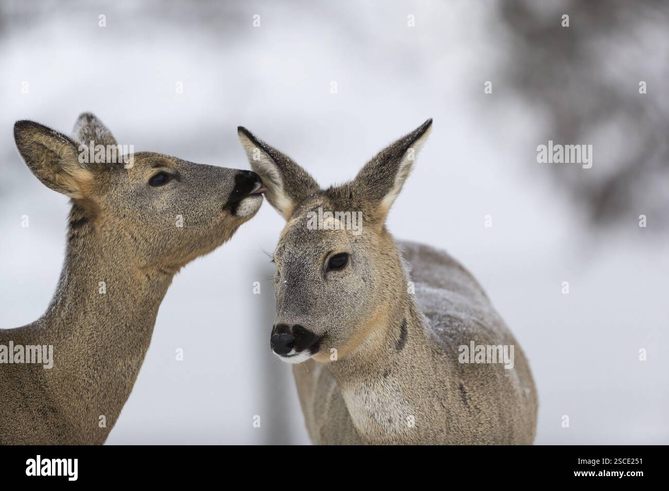 Roe deer grooming each other. White background Stock Photo - Alamy