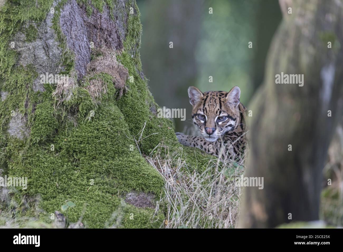 One female Ocelot, Leopardus pardalis, headshot portrait between two ...