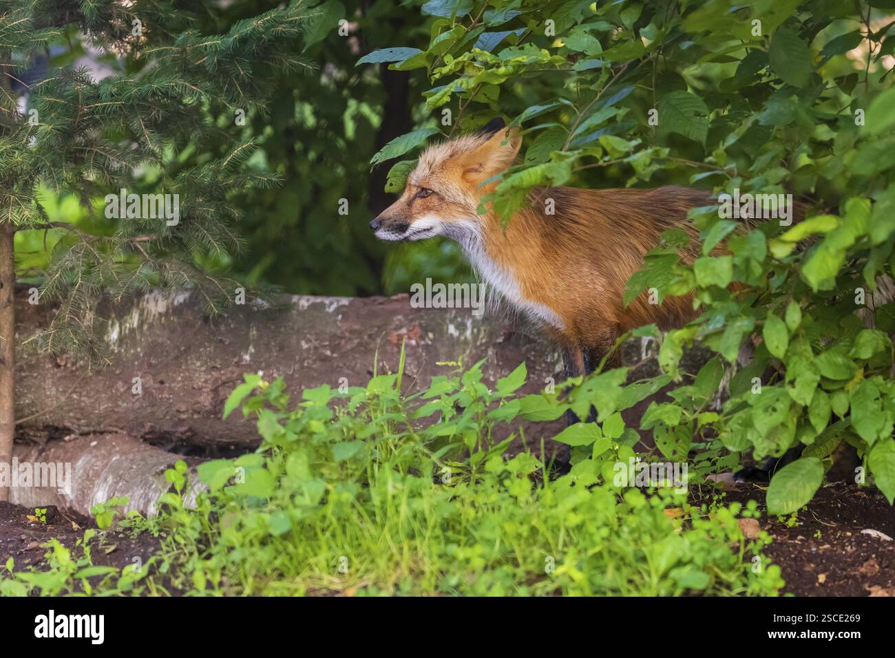 One adult red fox, Vulpes vulpes, leaving the undergrowth of a forest edge Stock Photo - Alamy