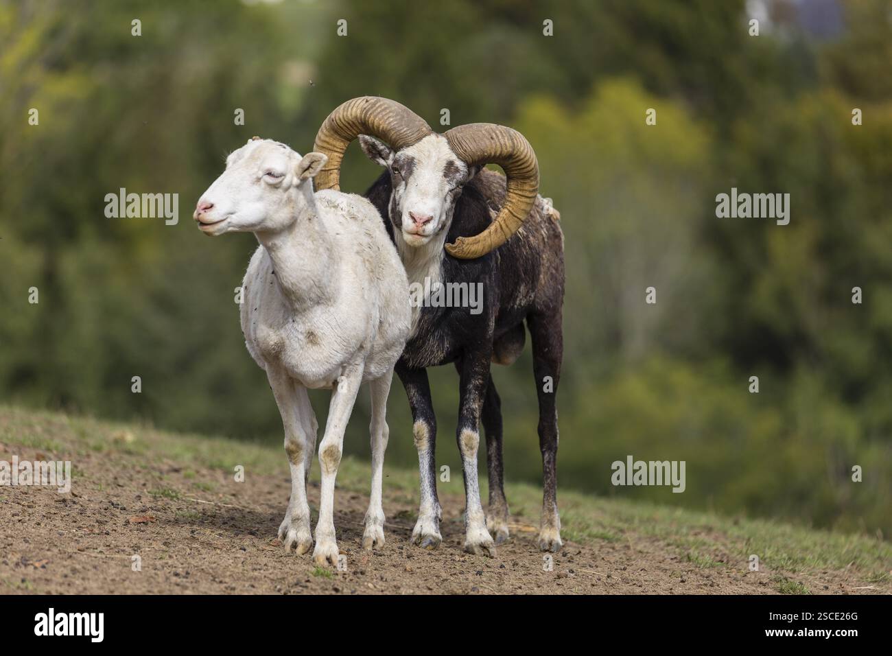 One male snow sheep (Ovis nivicola), or Siberian bighorn sheep checks ...