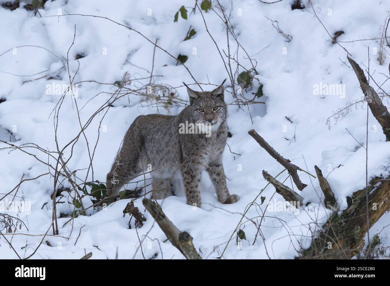 One Eurasian lynx, Lynx lynx, walking in snow covered forest on hilly ...