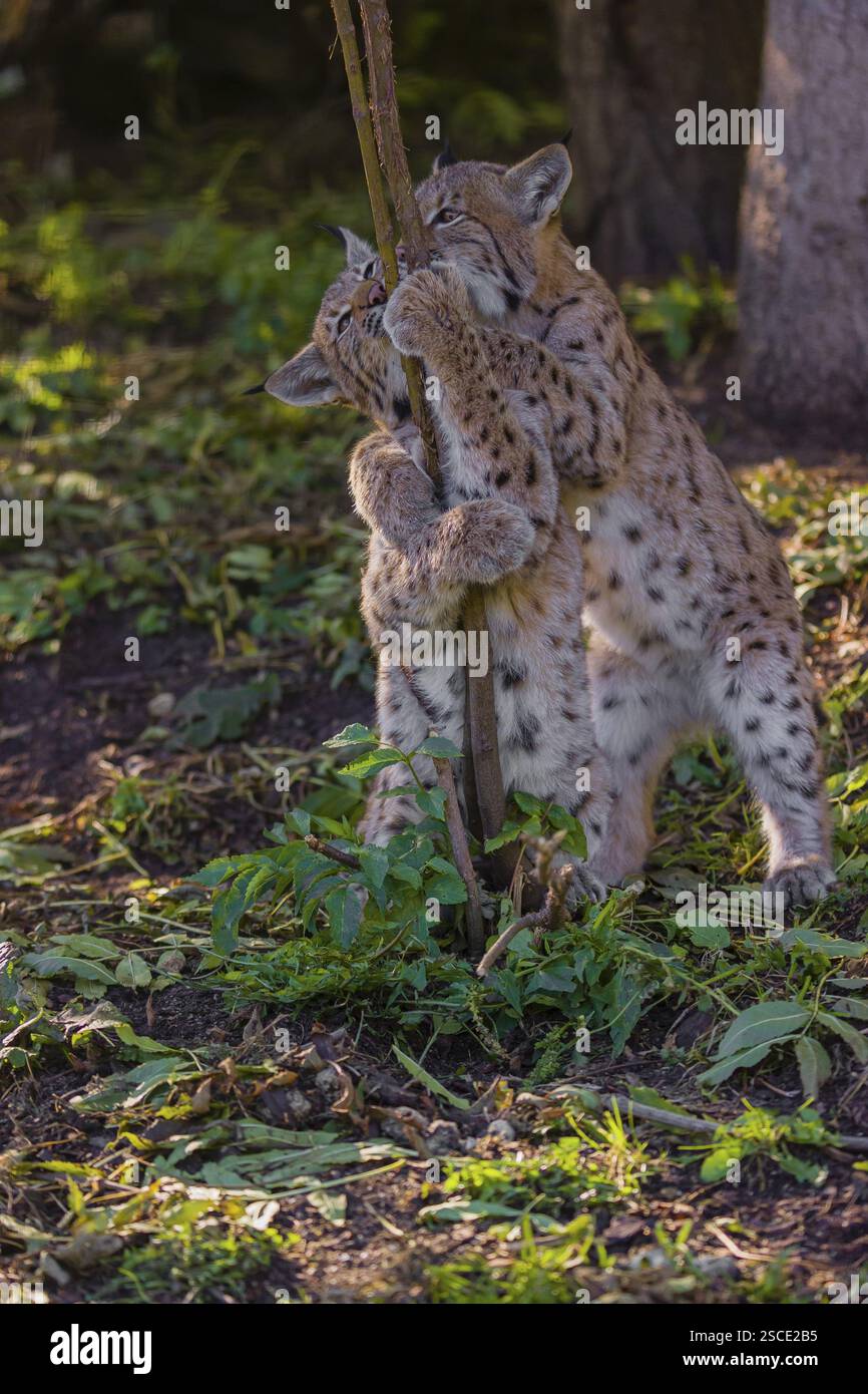 Two young Eurasian lynx, (Lynx lynx), play with a young tree at a ...