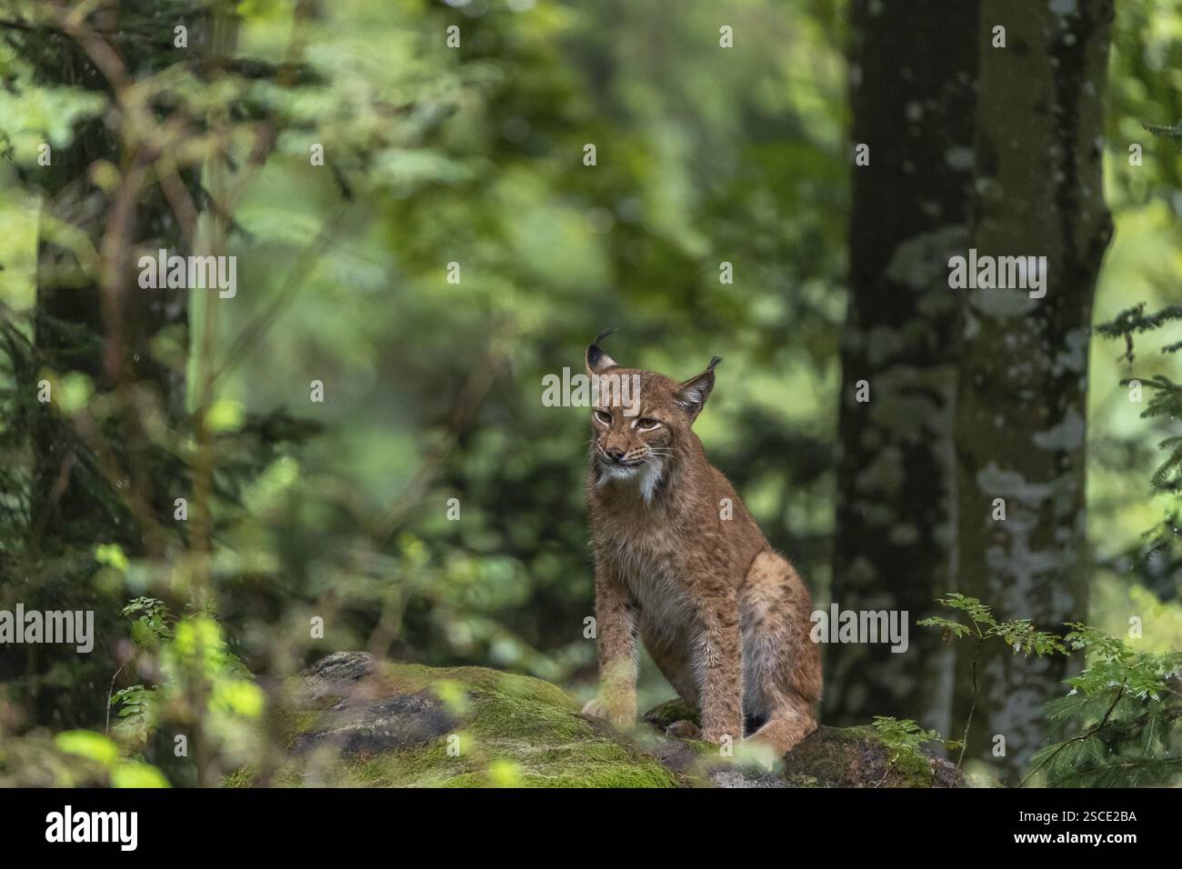 One adult Eurasian lynx, (Lynx lynx), sitting in a forest on mossy ...