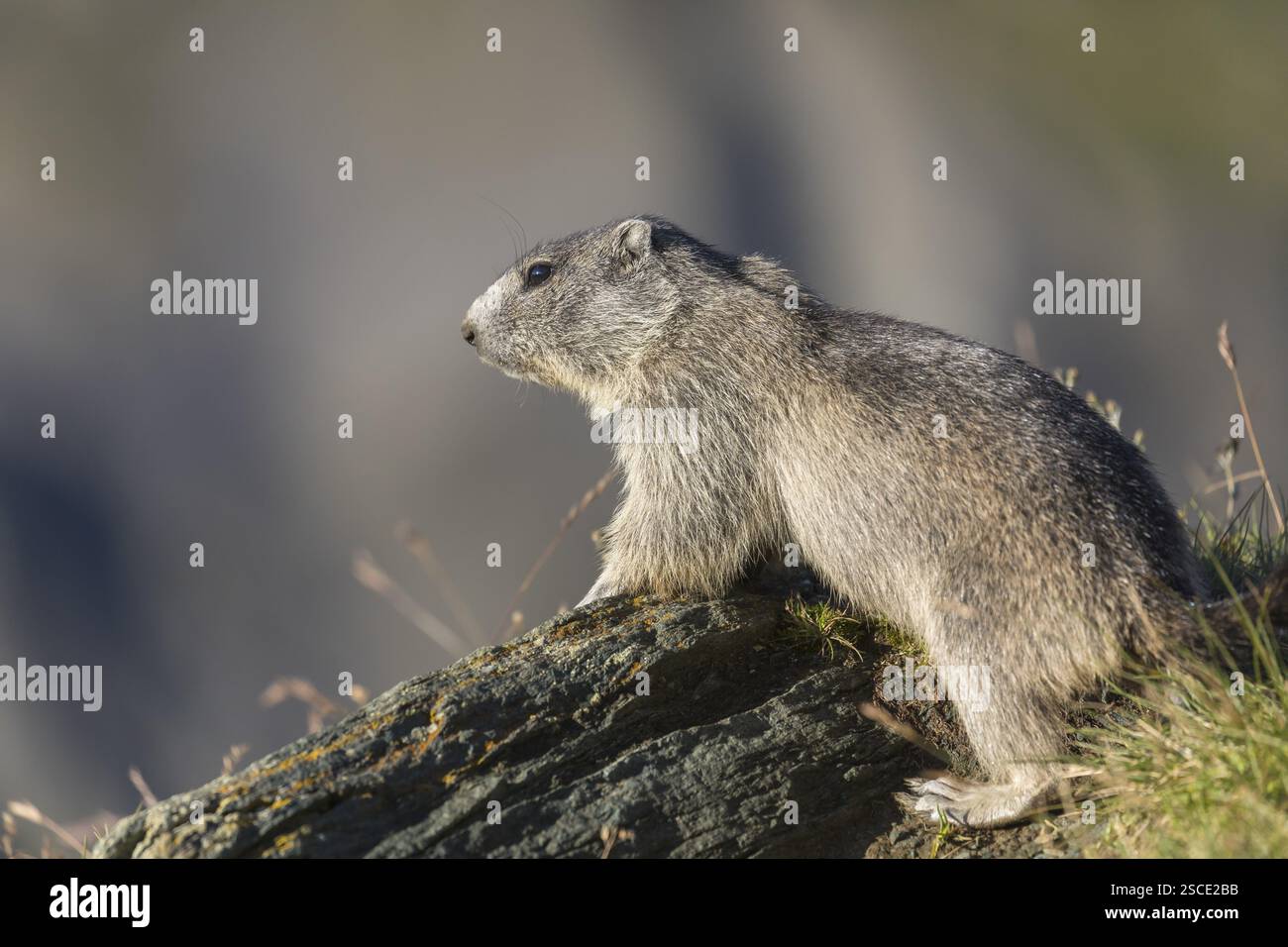 One young Alpine Marmot, Marmota marmota, standing on a rock in early morning light. Side view ...
