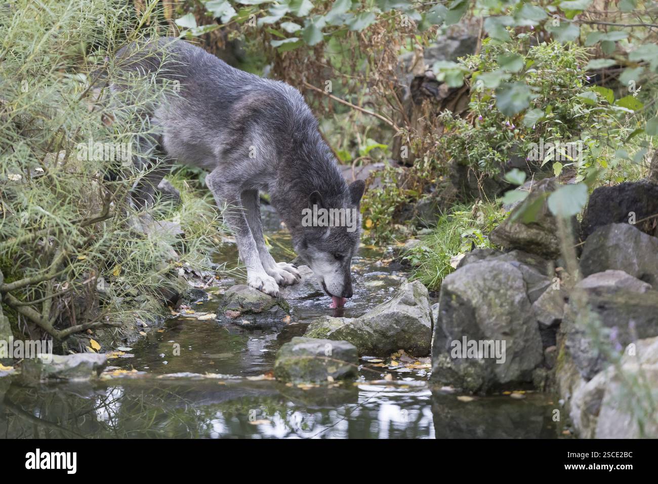 One Northern Timber wolf (Canis lupus occidentalis), or Mackenzie ...