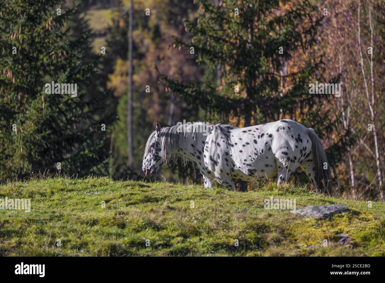 Noriker horses hi-res stock photography and images - Alamy